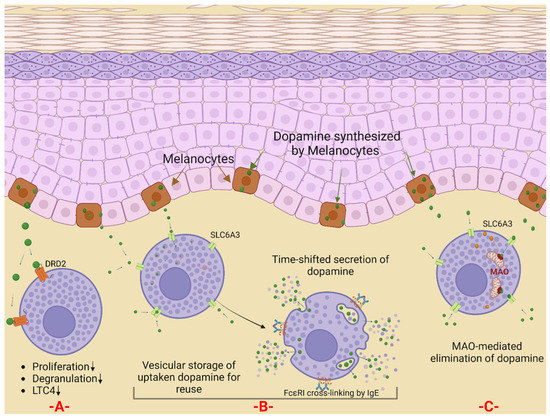 How “Neuronal” Are Human Skin Mast Cells?