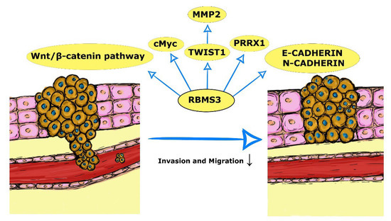 Role of RBMS3 Novel Potential Regulator of the EMT Phenomenon in ...