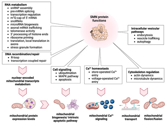 IJMS | Free Full-Text | Mitochondrial Dysfunction in Spinal Muscular Atrophy
