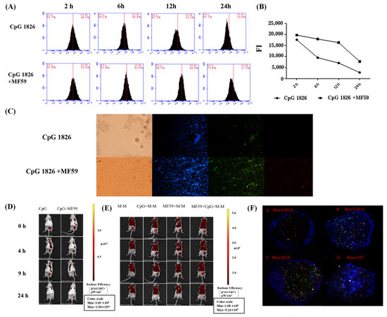MF59 Promoted the Combination of CpG ODN1826 and MUC1-MBP Vaccine ...