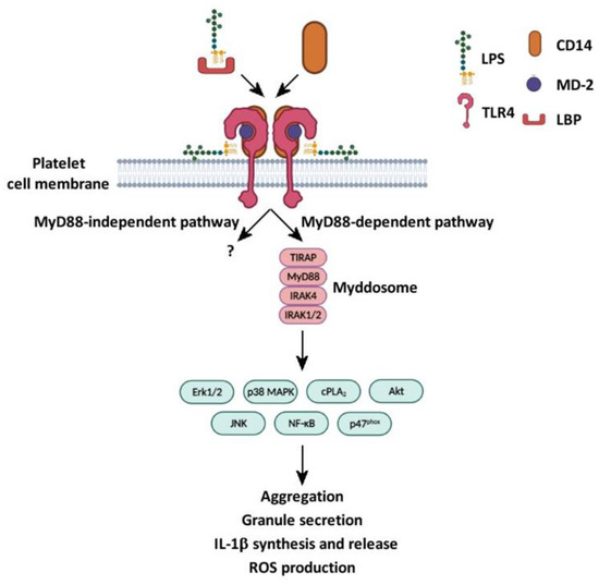 The Controversial Role of LPS in Platelet Activation In Vitro