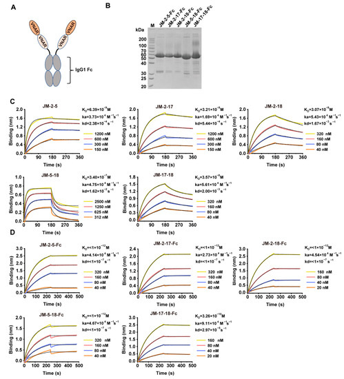 Screening and Characterization of Shark-Derived VNARs against SARS-CoV ...