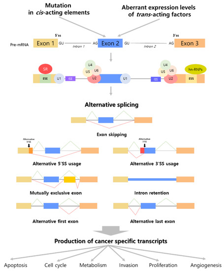 IJMS | Free Full-Text | Integration of TE Induces Cancer Specific Alternative Splicing Events