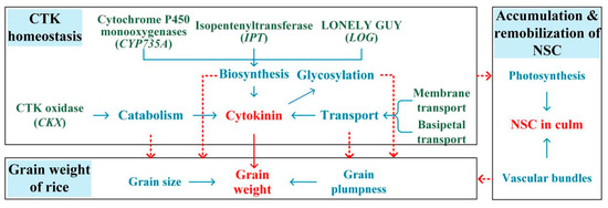 Heat Stress Decreases Rice Grain Weight: Evidence and Physiological ...