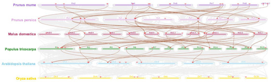 IJMS | Free Full-Text | Genome-Wide Identification, Evolution, and Expression Analysis of GASA ...
