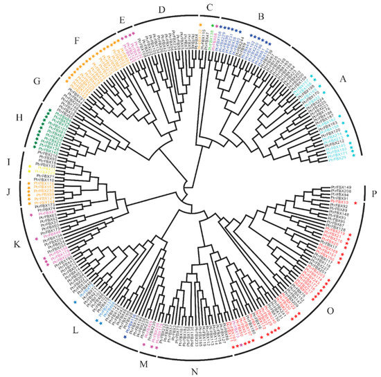 Genome-Wide Identification and Expression Patterns of the F-box Family ...