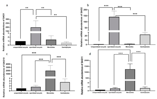 Prokaryotic Expression of Eimeria magna SAG10 and SAG11 Genes and the ...