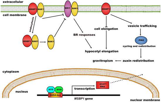 The Role of Plant Progesterone in Regulating Growth, Development, and ...