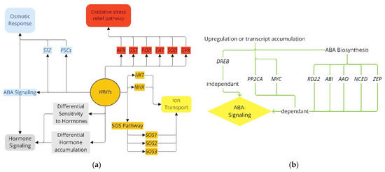 Molecular Pathways of WRKY Genes in Regulating Plant Salinity Tolerance