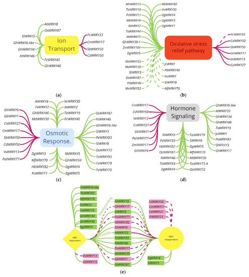 Molecular Pathways of WRKY Genes in Regulating Plant Salinity Tolerance