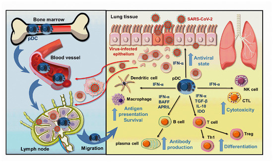IJMS | Free Full-Text | Correlation between Type I Interferon Associated Factors and COVID-19 ...