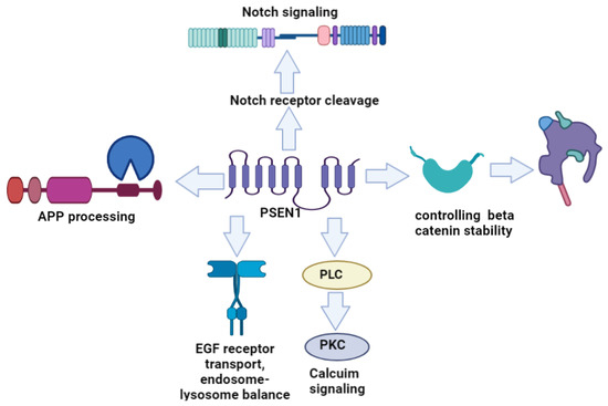 Genetics, Functions, and Clinical Impact of Presenilin-1 (PSEN1) Gene