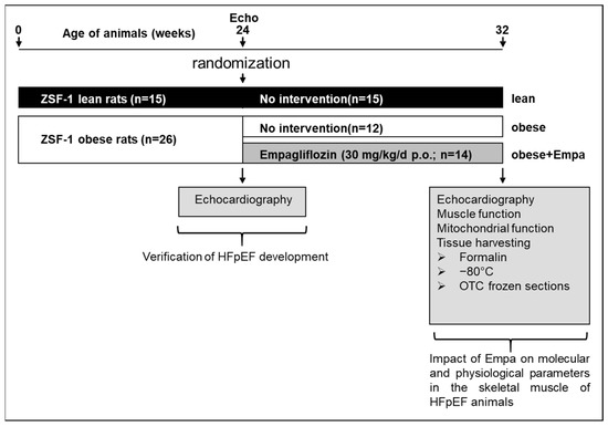 IJMS | Free Full-Text | Empagliflozin Preserves Skeletal Muscle Function in a HFpEF Rat Model