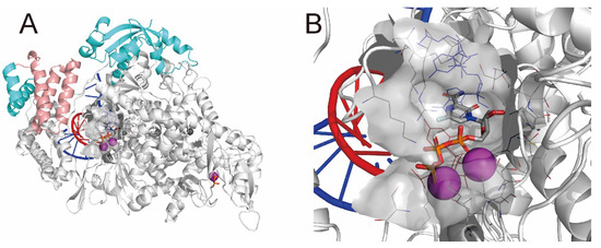 Virtual Screening and Quantum Chemistry Analysis for SARS-CoV-2 RNA-Dependent RNA Polymerase ...