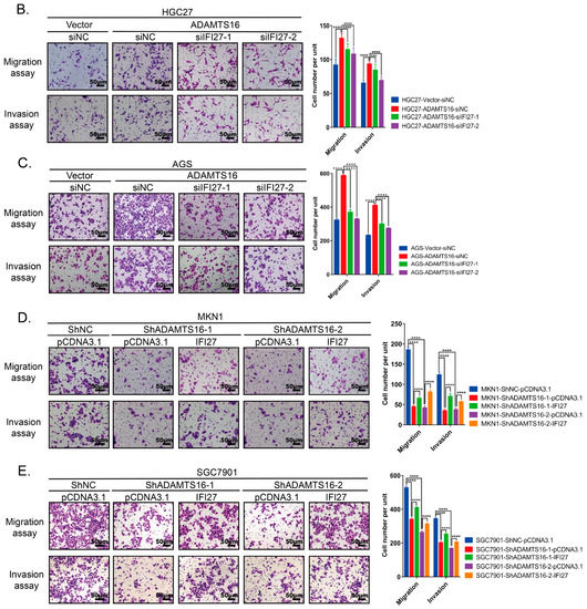 The Novel Protein ADAMTS16 Promotes Gastric Carcinogenesis by Targeting ...