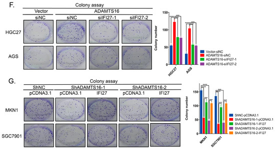 The Novel Protein ADAMTS16 Promotes Gastric Carcinogenesis by Targeting ...