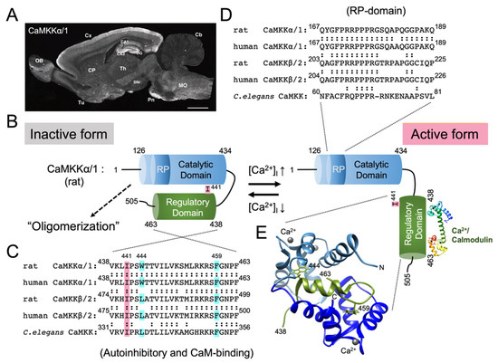 Molecular Mechanisms Underlying Ca2+/Calmodulin-Dependent Protein Kinase Kinase Signal Transduction