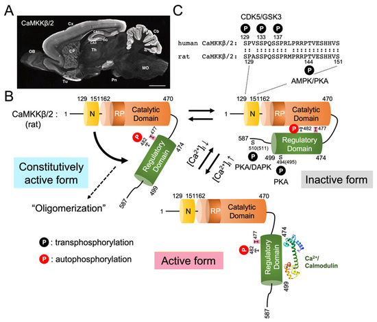 Molecular Mechanisms Underlying Ca2+/Calmodulin-Dependent Protein Kinase Kinase Signal Transduction