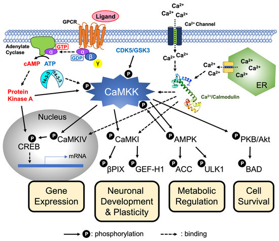 Molecular Mechanisms Underlying Ca2+/Calmodulin-Dependent Protein Kinase Kinase Signal Transduction
