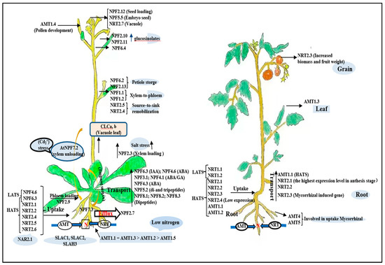The Roles of Phosphorus and Nitrogen Nutrient Transporters in the ...