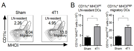 Immune State Conversion of the Mesenteric Lymph Node in a Mouse Breast ...