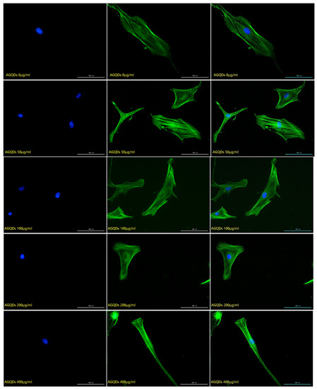 Study on Long-Term Tracing of Fibroblasts on Three-Dimensional Tissue ...