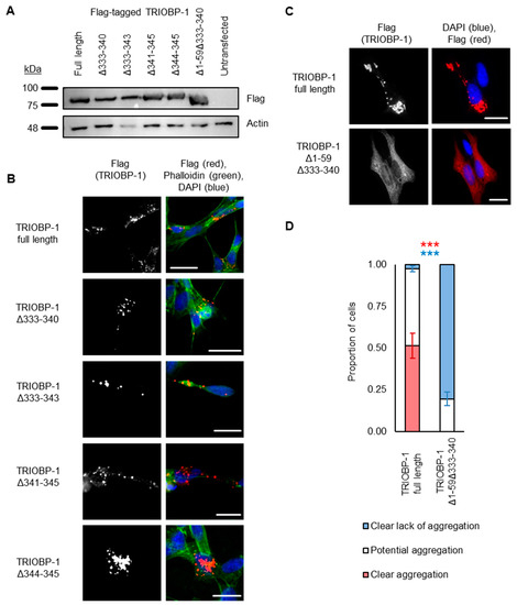 TRIOBP-1 Protein Aggregation Exists in Both Major Depressive Disorder ...