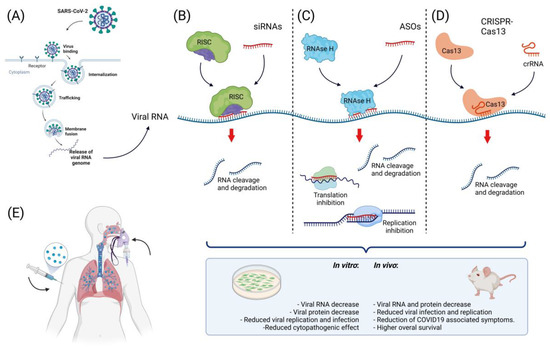 IJMS | Free Full-Text | Transcriptomics and RNA-Based Therapeutics as Potential Approaches to ...