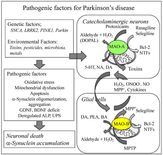 Neuroprotective Function of Rasagiline and Selegiline, Inhibitors of ...