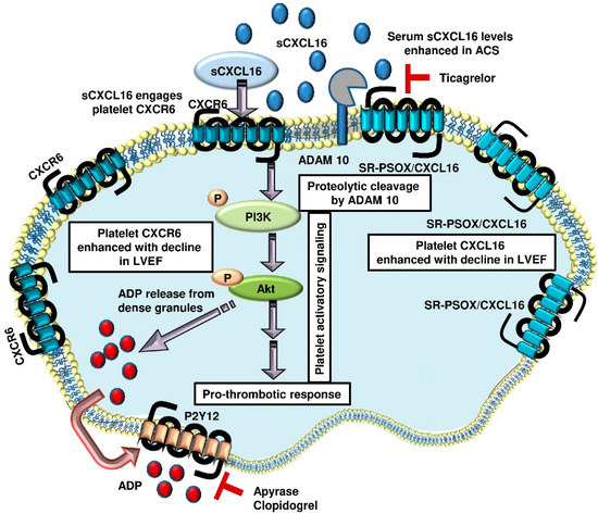 IJMS | Free Full-Text | Platelet SR-PSOX/CXCL16–CXCR6 Axis Influences ...