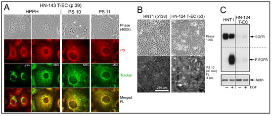 Tumor Cell-Specific Retention and Photodynamic Action of Erlotinib ...
