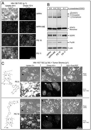 Tumor Cell-Specific Retention and Photodynamic Action of Erlotinib ...