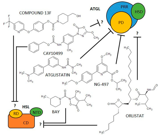 Approaches to Measuring the Activity of Major Lipolytic and Lipogenic ...