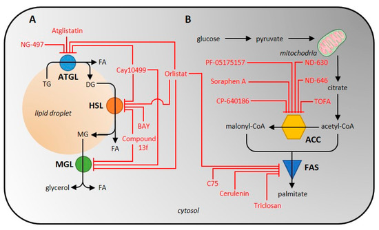 Approaches to Measuring the Activity of Major Lipolytic and Lipogenic ...