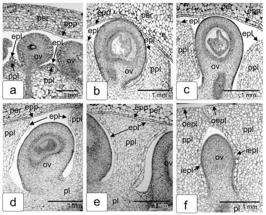 Formation of Unique Placental Seed Capsules in the Maturation Process ...
