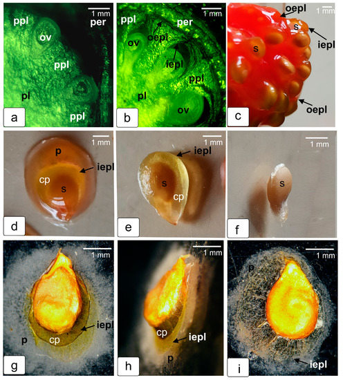 Formation of Unique Placental Seed Capsules in the Maturation Process ...