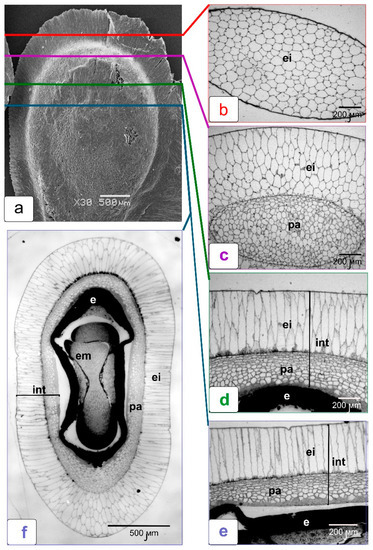 Formation of Unique Placental Seed Capsules in the Maturation Process ...