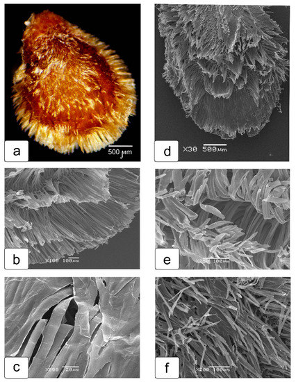 Formation of Unique Placental Seed Capsules in the Maturation Process ...