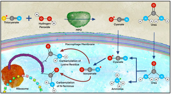Molecular Mechanisms of Cellular Injury and Role of Toxic Heavy Metals ...
