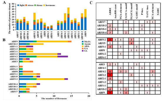 IJMS | Free Full-Text | Identification and Characterization of AUXIN Response Factor Gene Family ...