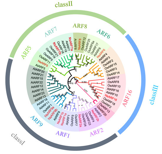 The Identification and Expression Analysis of the Nitraria sibirica ...
