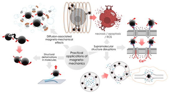 Magneto-Mechanical Approach in Biomedicine: Benefits, Challenges, and ...
