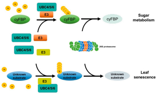 Arabidopsis Ubiquitin-Conjugating Enzymes UBC4, UBC5, and UBC6 Have ...