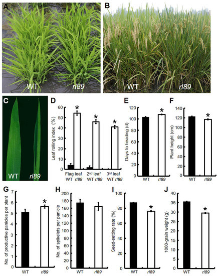DRB2 Modulates Leaf Rolling by Regulating Accumulation of MicroRNAs ...