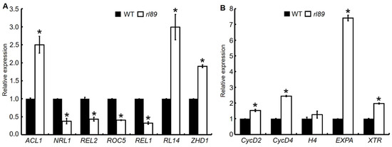 DRB2 Modulates Leaf Rolling by Regulating Accumulation of MicroRNAs ...