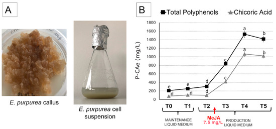 IJMS | Free Full-Text | C3H Expression Is Crucial for Methyl Jasmonate ...