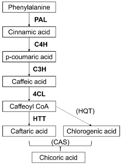 IJMS | Free Full-Text | C3H Expression Is Crucial for Methyl Jasmonate ...