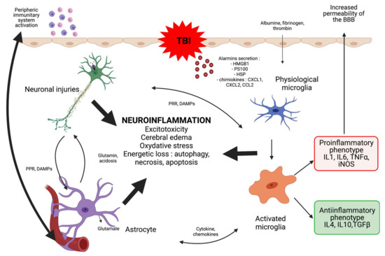 Neuro-Inflammation Modulation and Post-Traumatic Brain Injury Lesions ...