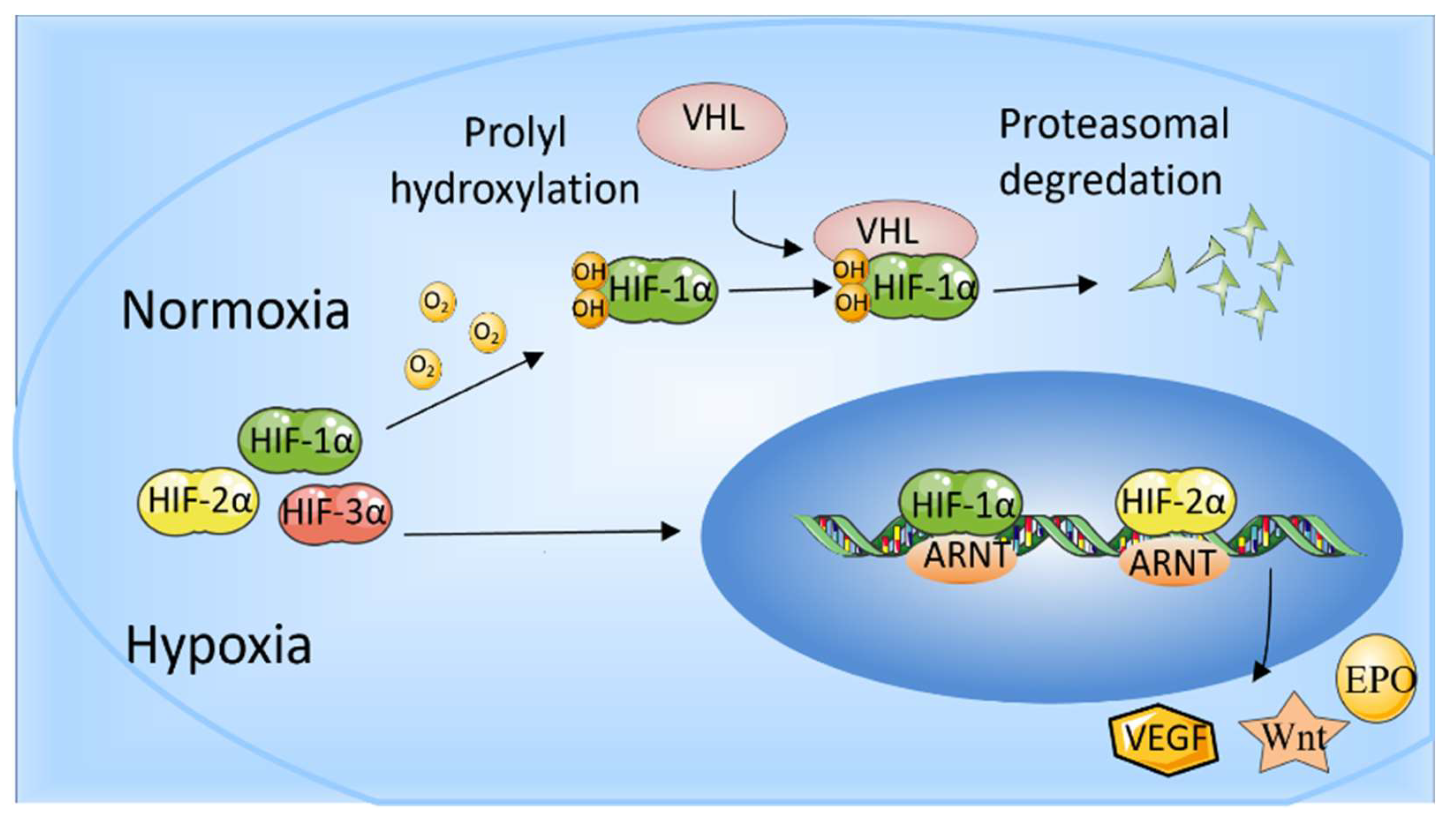 Ijms Free Full Text Hypoxia Inducible Factors Signaling In