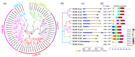Genome-Wide Identification and Characterization of the NF-YA Gene ...